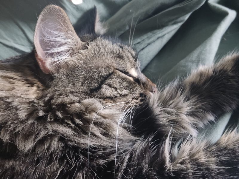 About Us - Friends of Felines