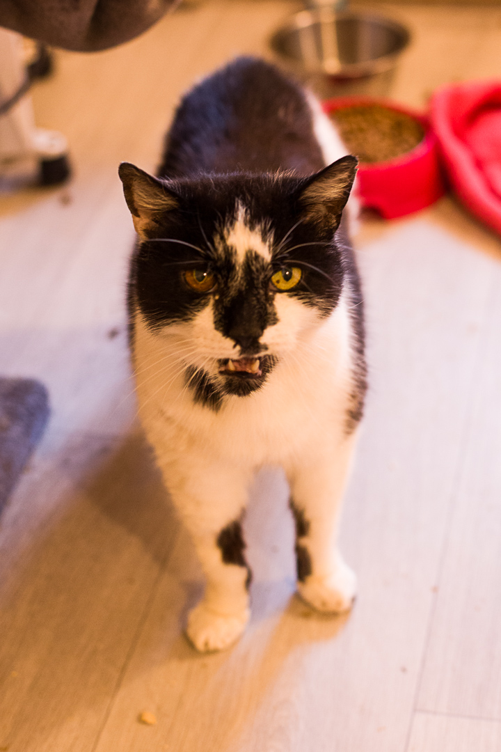 Felix - Friends of Felines