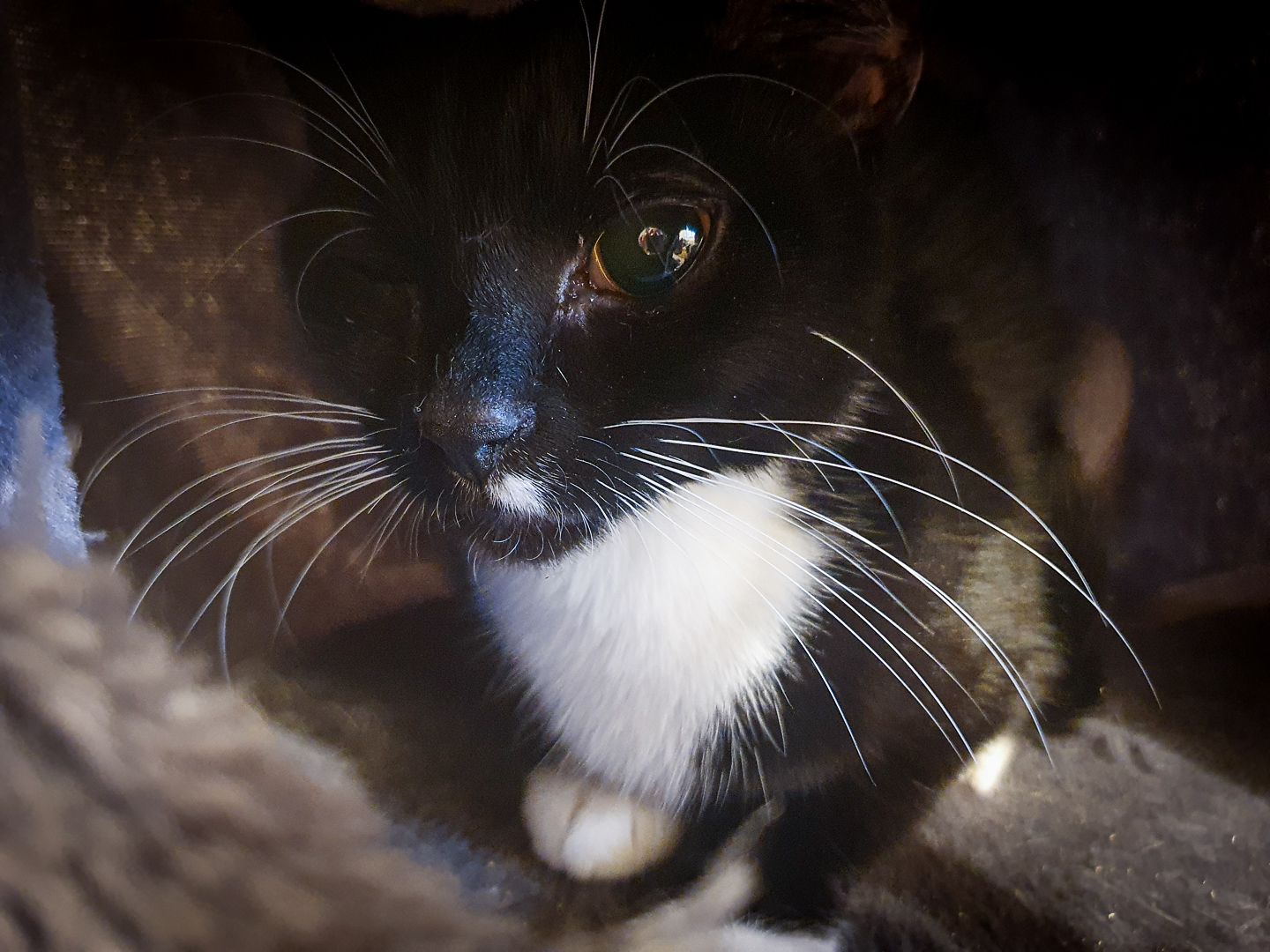 Sox - Friends of Felines