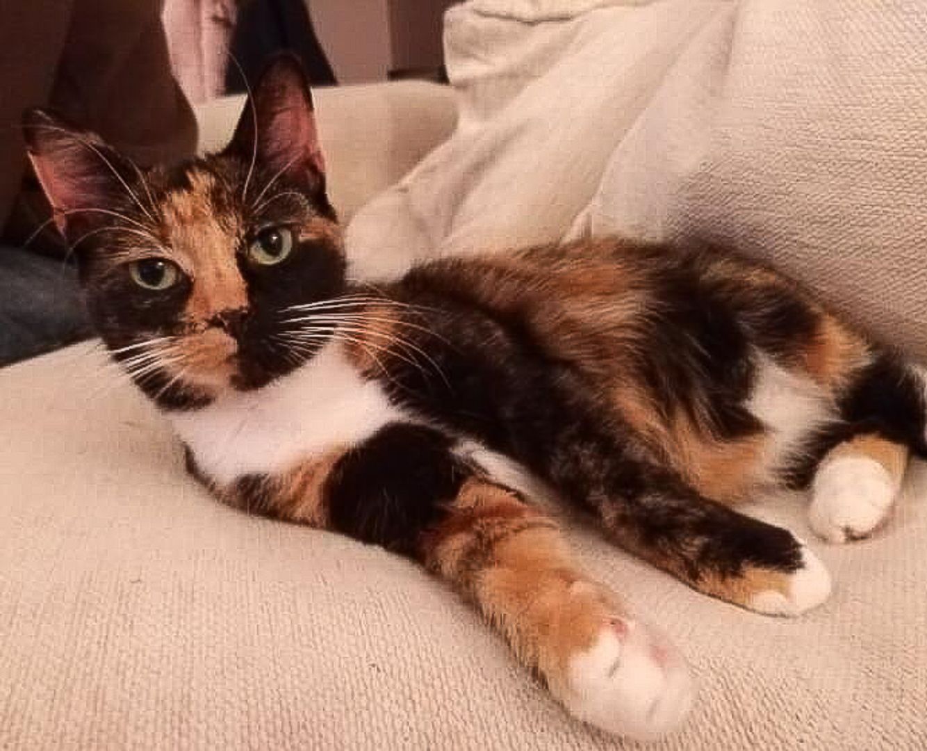 Jinx - Friends of Felines