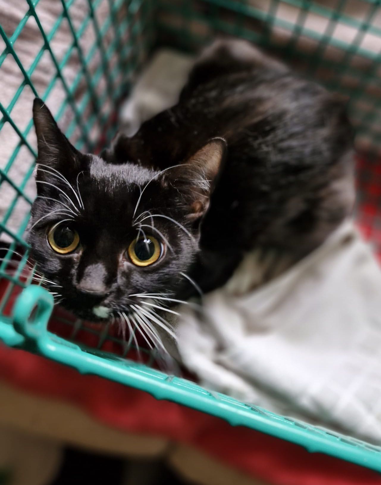 Sox - Friends of Felines