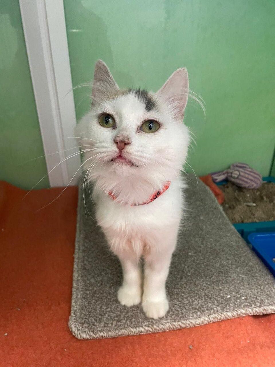 Neve - Friends of Felines