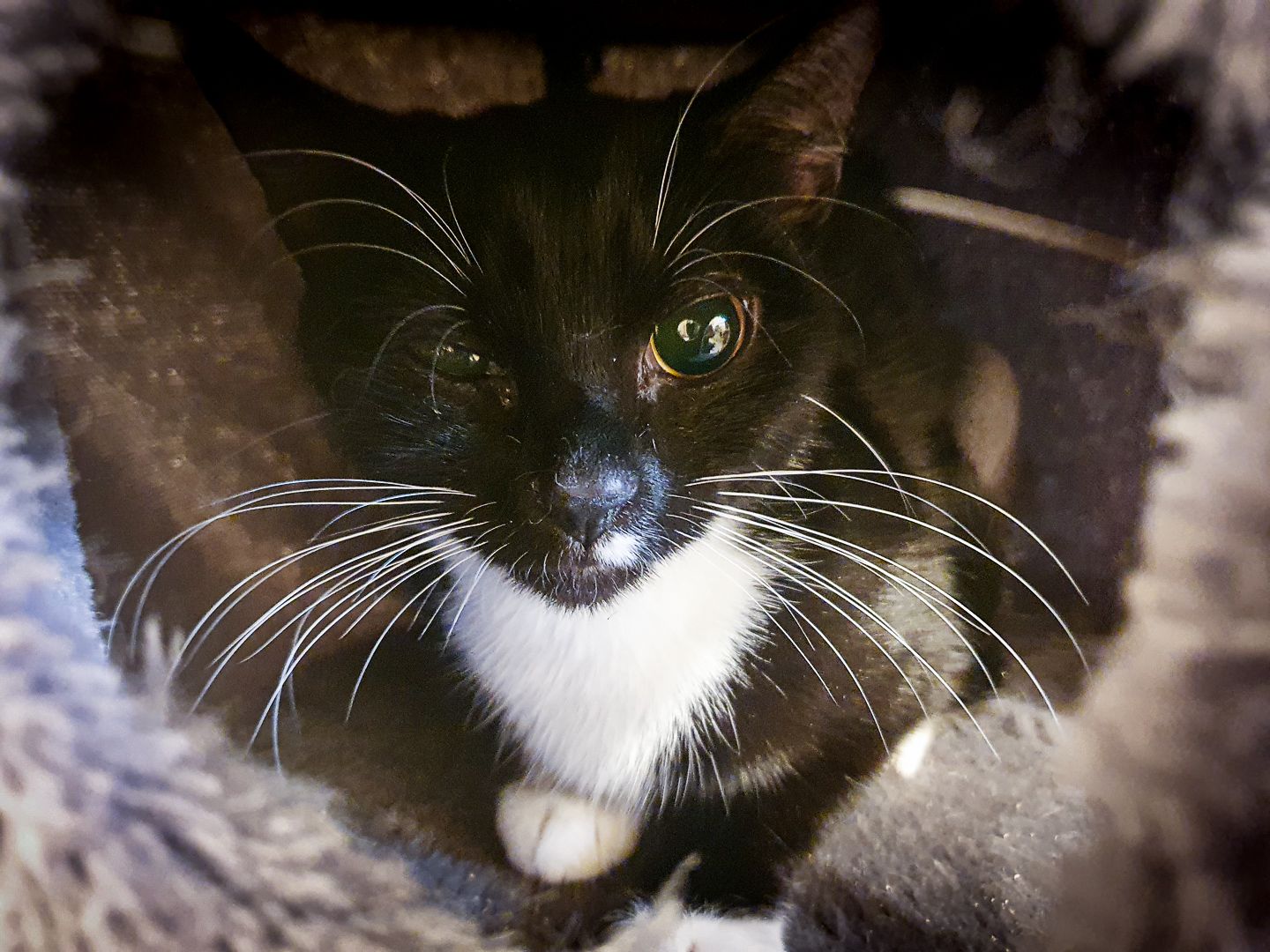 Sox - Friends of Felines