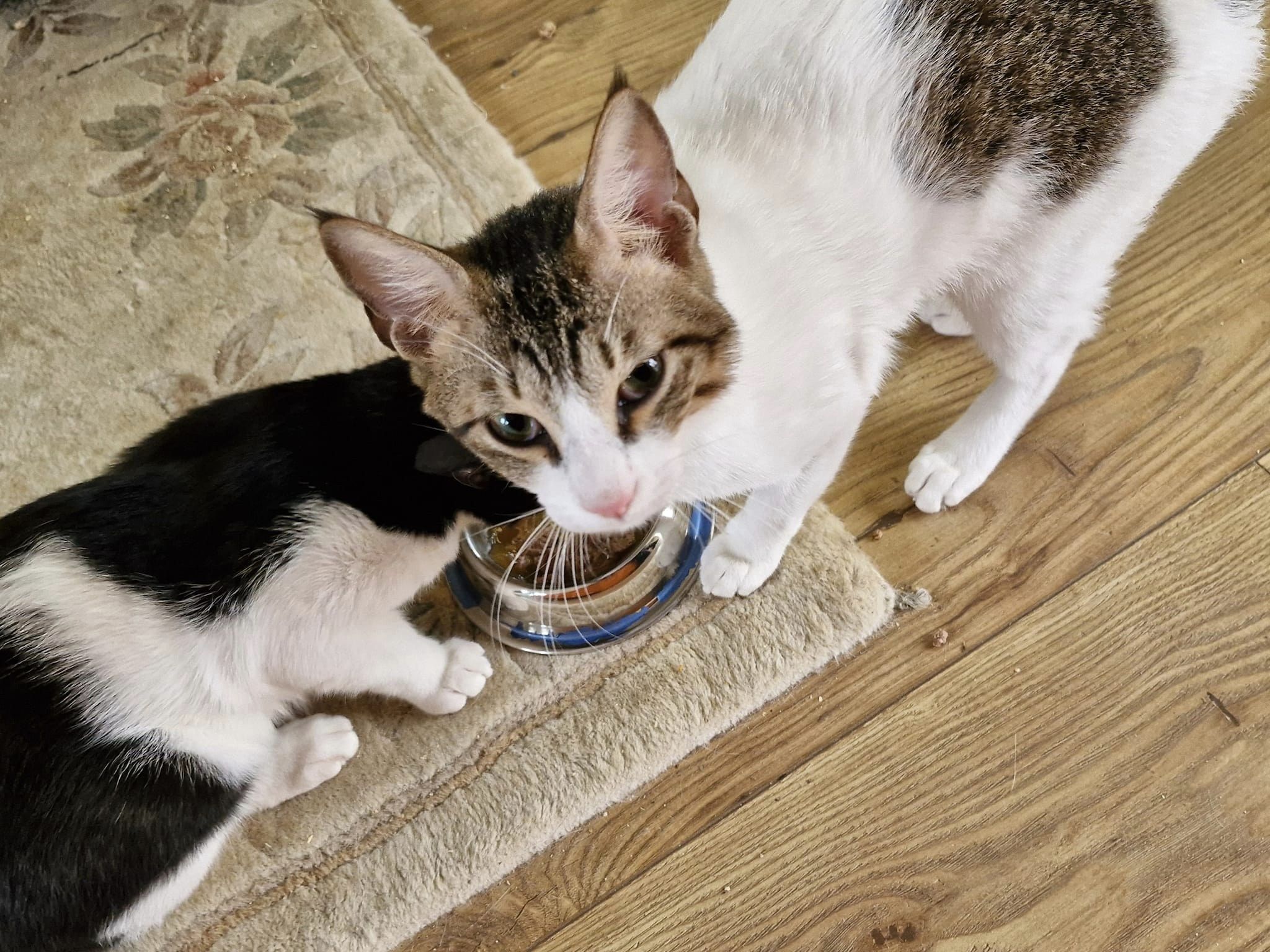 Hopper - Friends of Felines